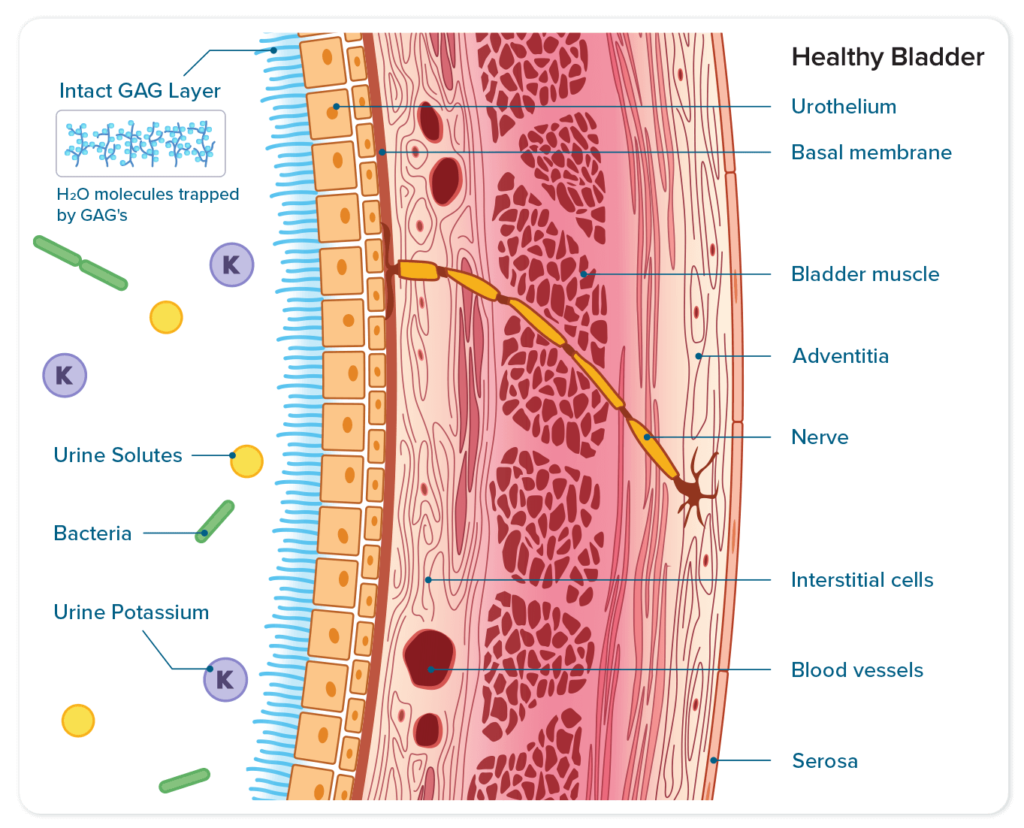 IC/BPS - Vaneltix Pharma
